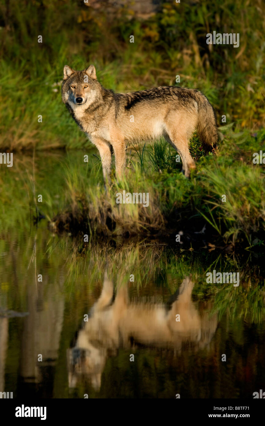 Grey Wolf, Minnesota Stock Photo - Alamy