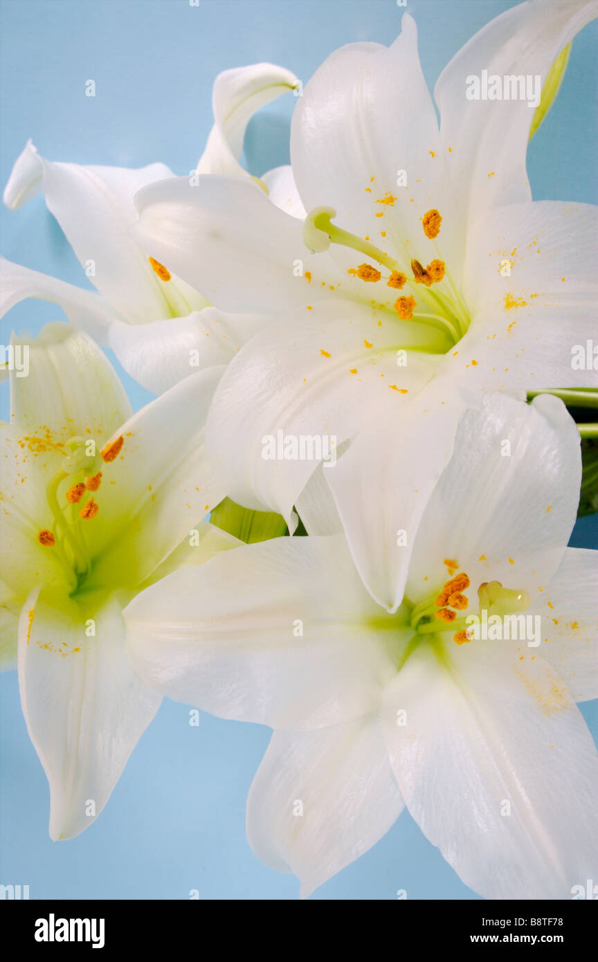 Bunc hi-res stock photography and images - Alamy