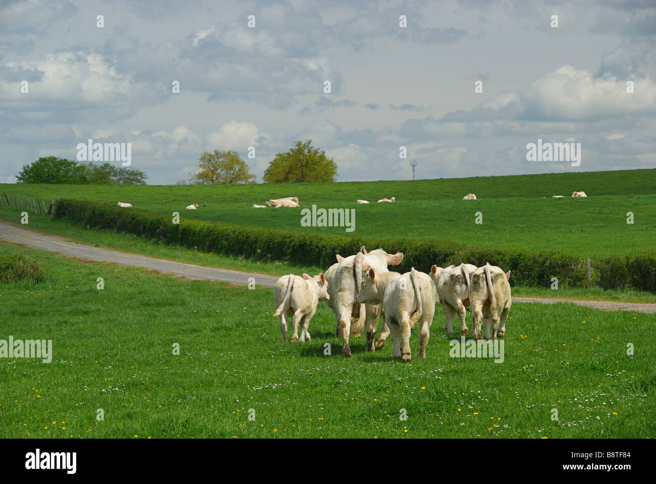Cow run hi-res stock photography and images - Alamy