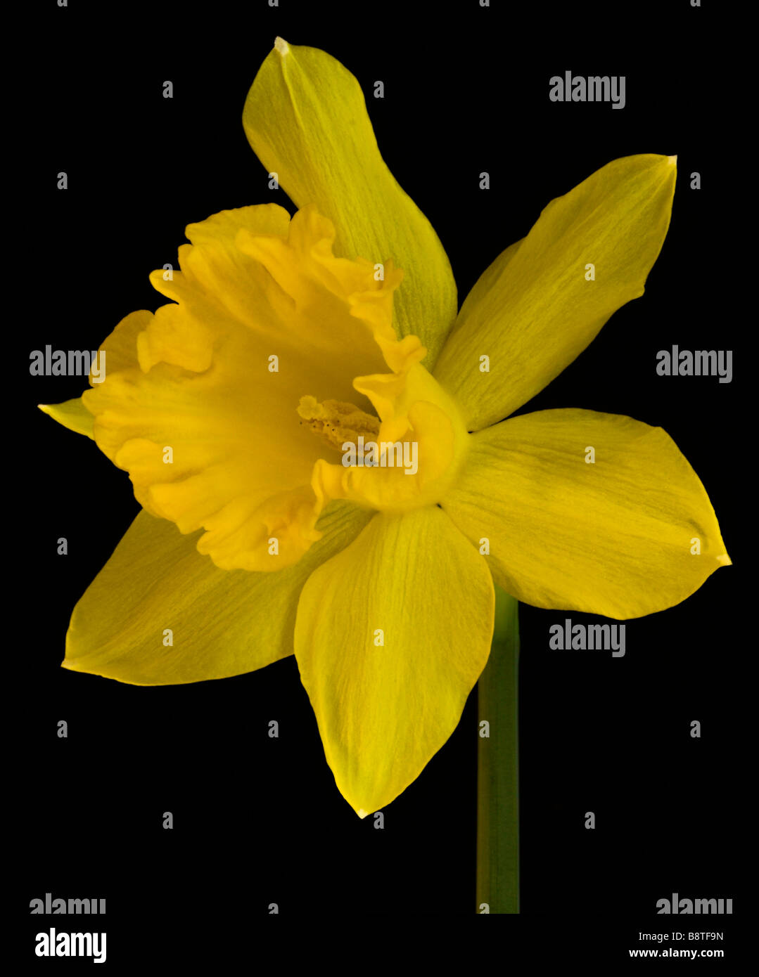 Daffodill blossom hi-res stock photography and images - Alamy