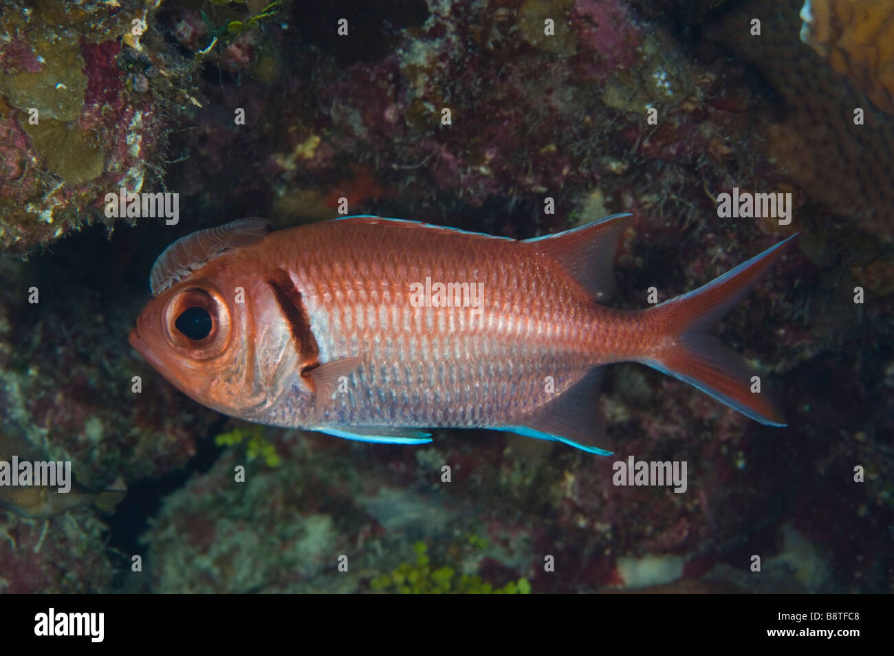 Blackbar soldierfish with an isopod Stock Photo - Alamy