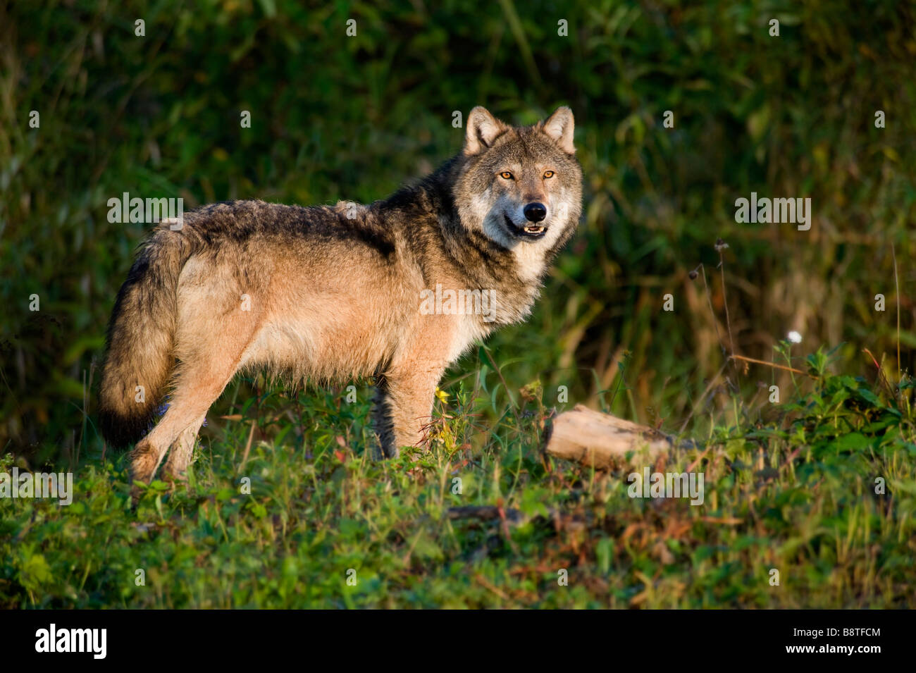 Grey Wolf, Minnesota Stock Photo - Alamy
