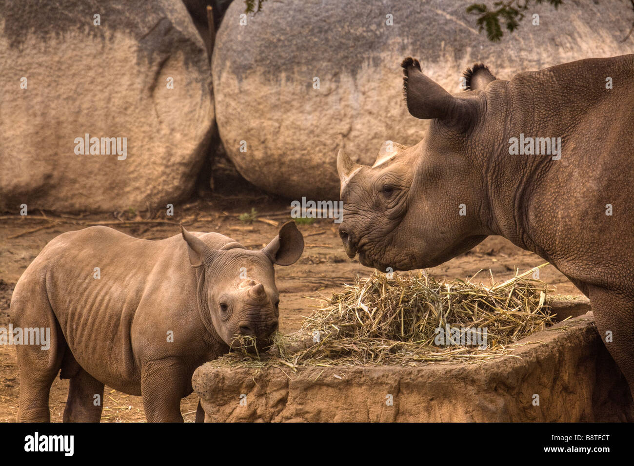 Mother and Baby Rhino Feeding at Trough Stock Photo - Alamy