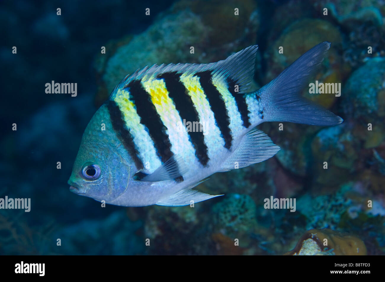 Sergeant major fish caribbean hi-res stock photography and images - Alamy
