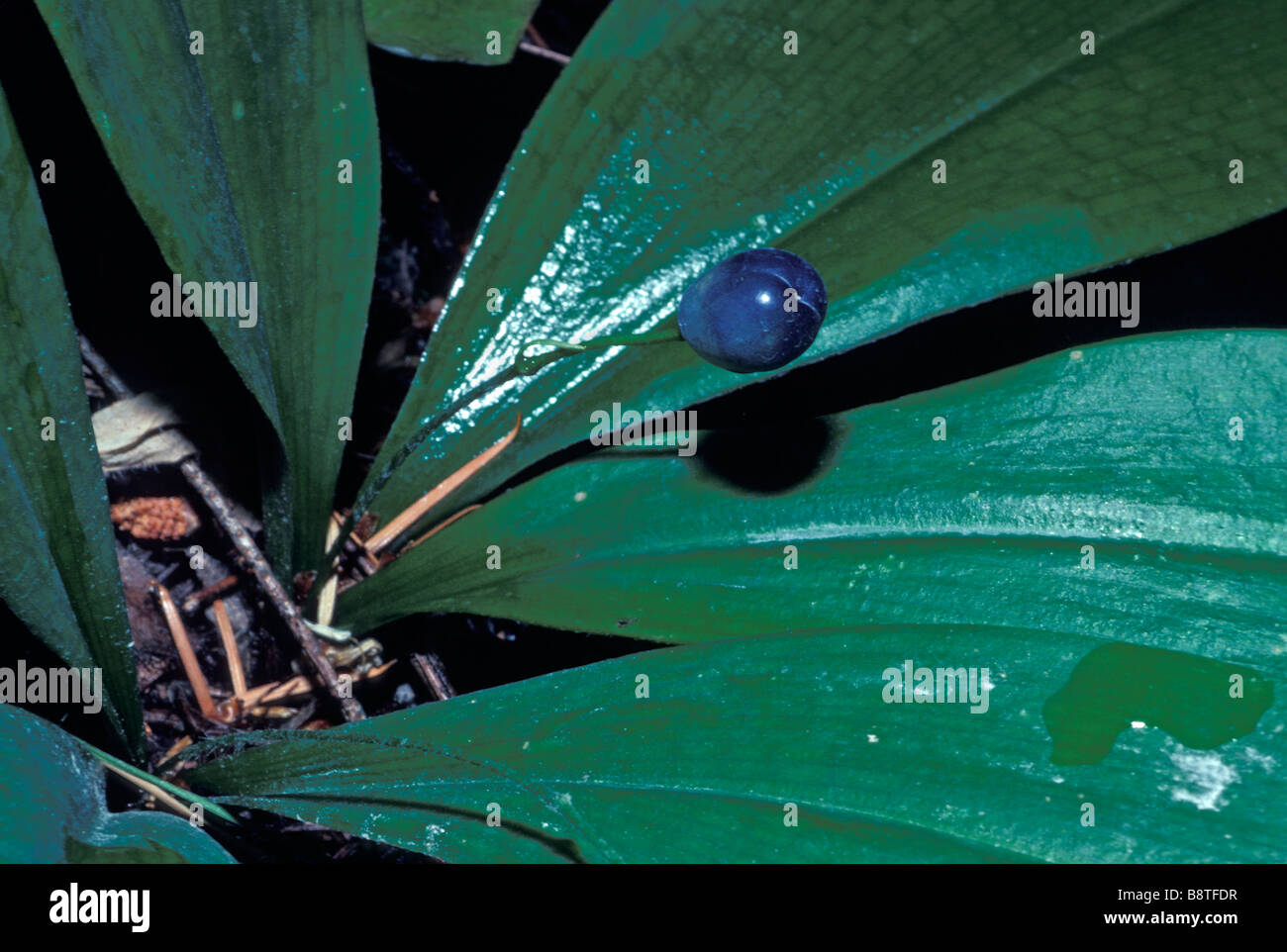 Queens cup flower hi-res stock photography and images - Alamy