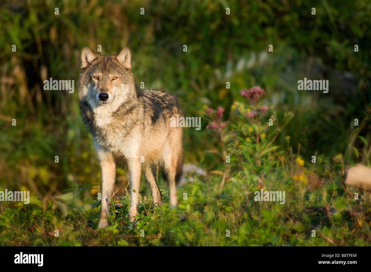 Grey Wolf, Minnesota Stock Photo - Alamy