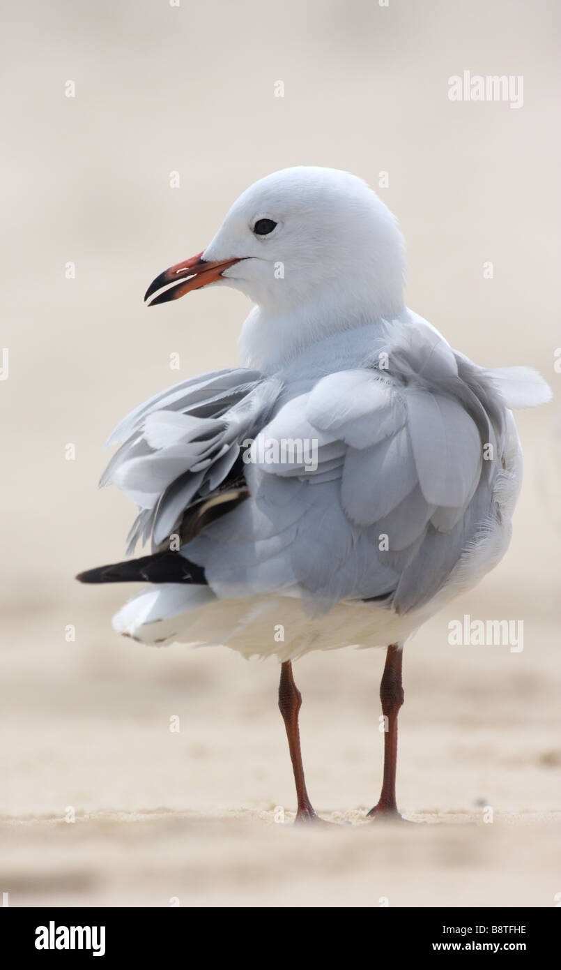 Silver gull on beach hi-res stock photography and images - Alamy