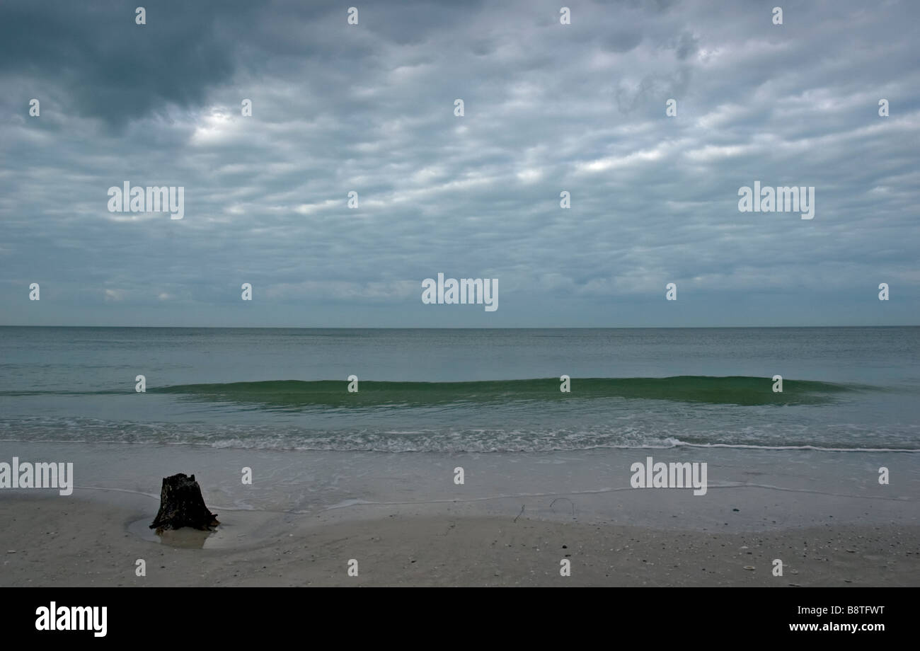 Tree stump on Gulf Coast sandy beach, wave in background, glowering sky ...