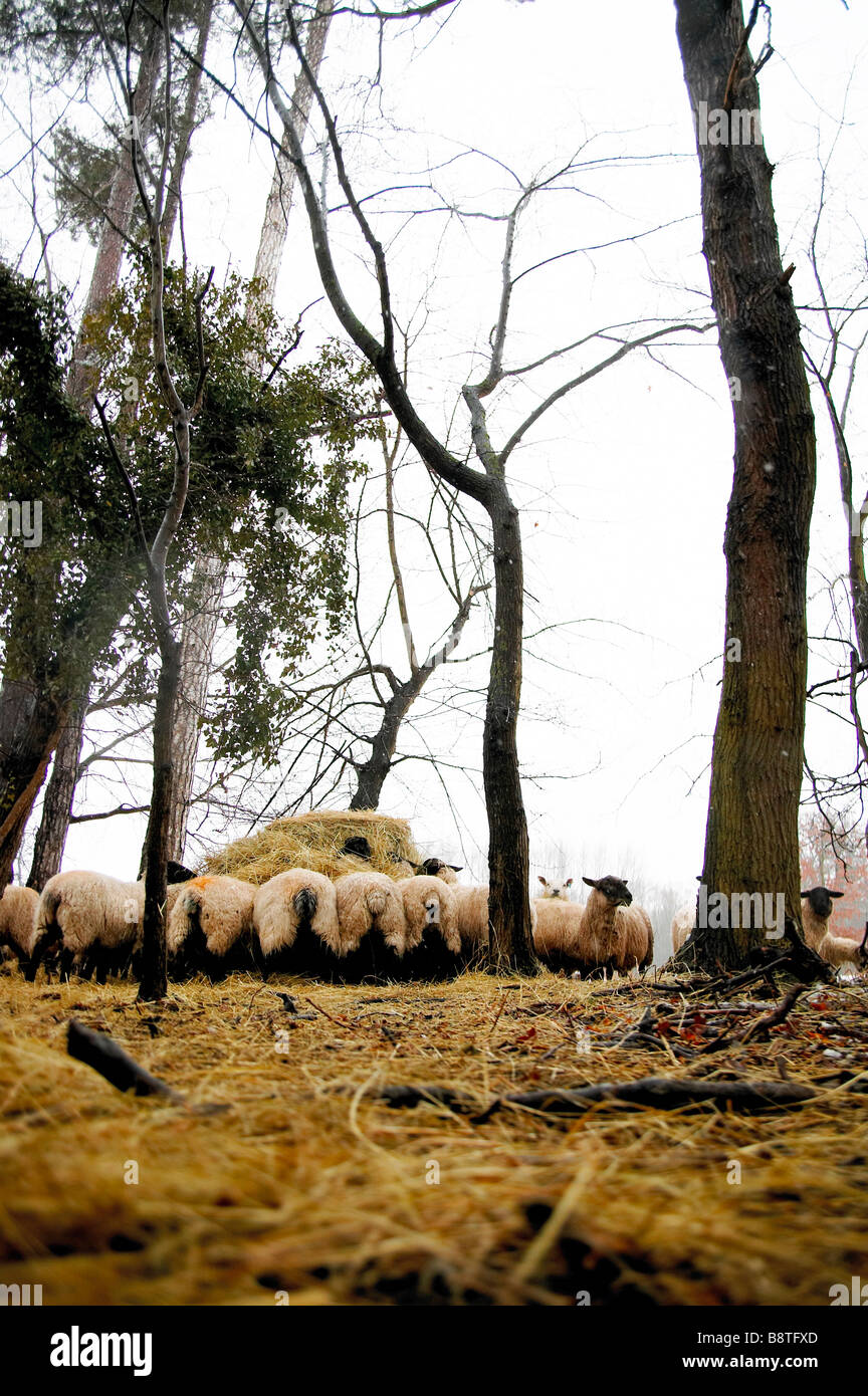 A flock of sheep eating hay and straw Stock Photo - Alamy