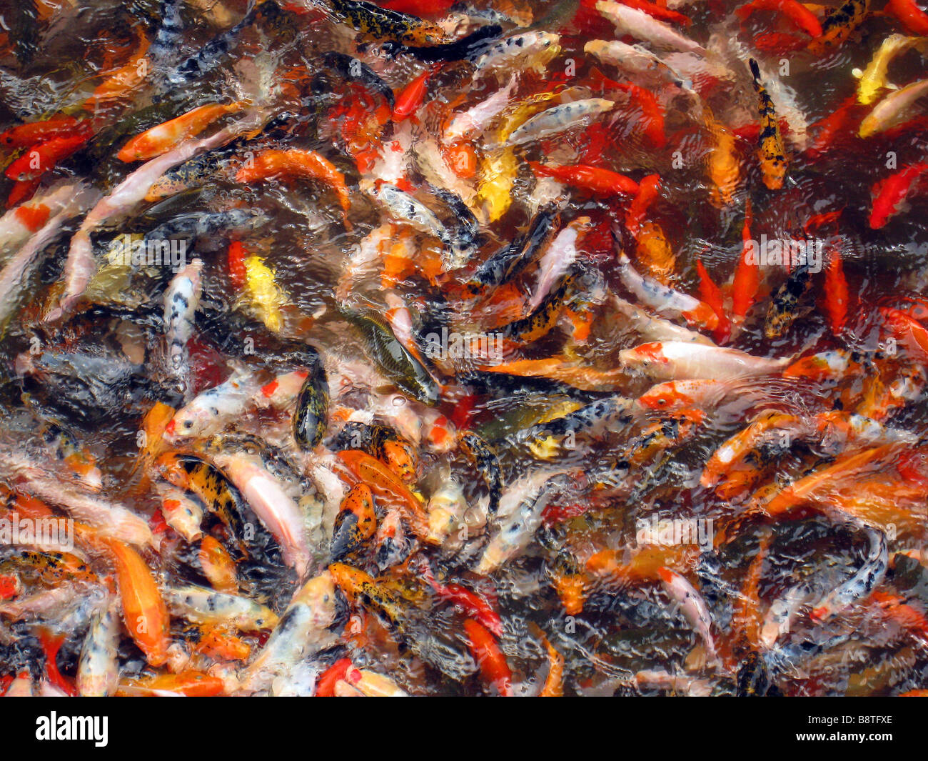 Coi carp fighting for food in a pond in The Summer Palace, Beijing ...