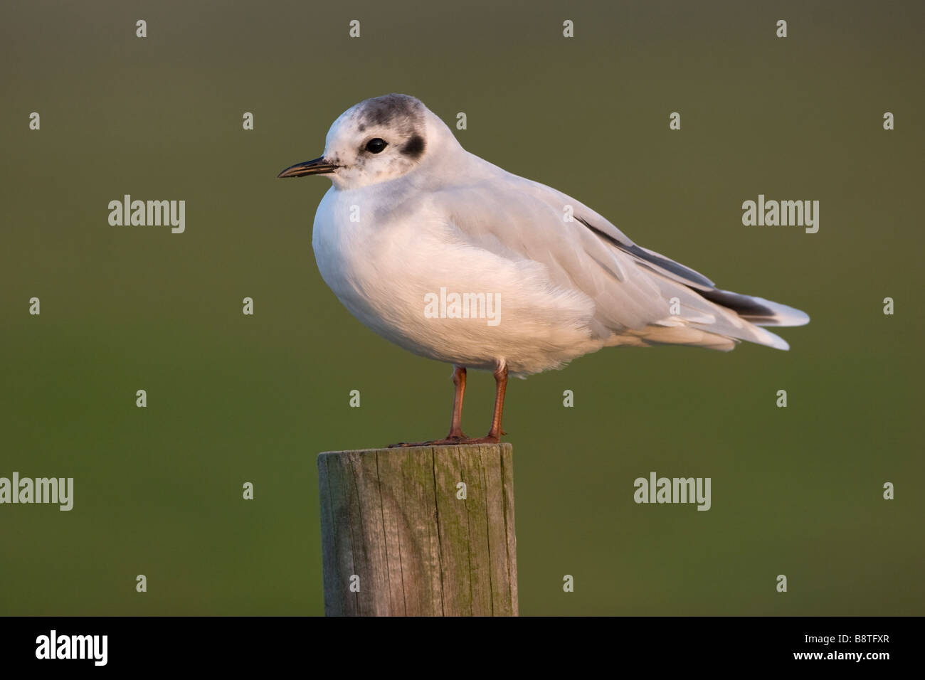 Little Gull Larus minutus Stock Photo - Alamy