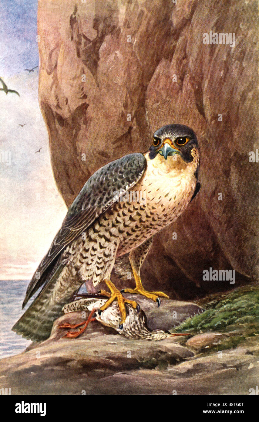 Falcon Face Paint
