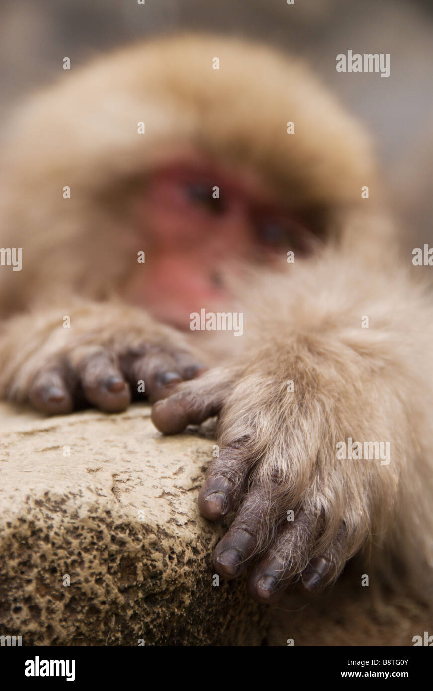A young Japanese Macaque (Macaca fuscata), or Snow Monkey, bathing in ...