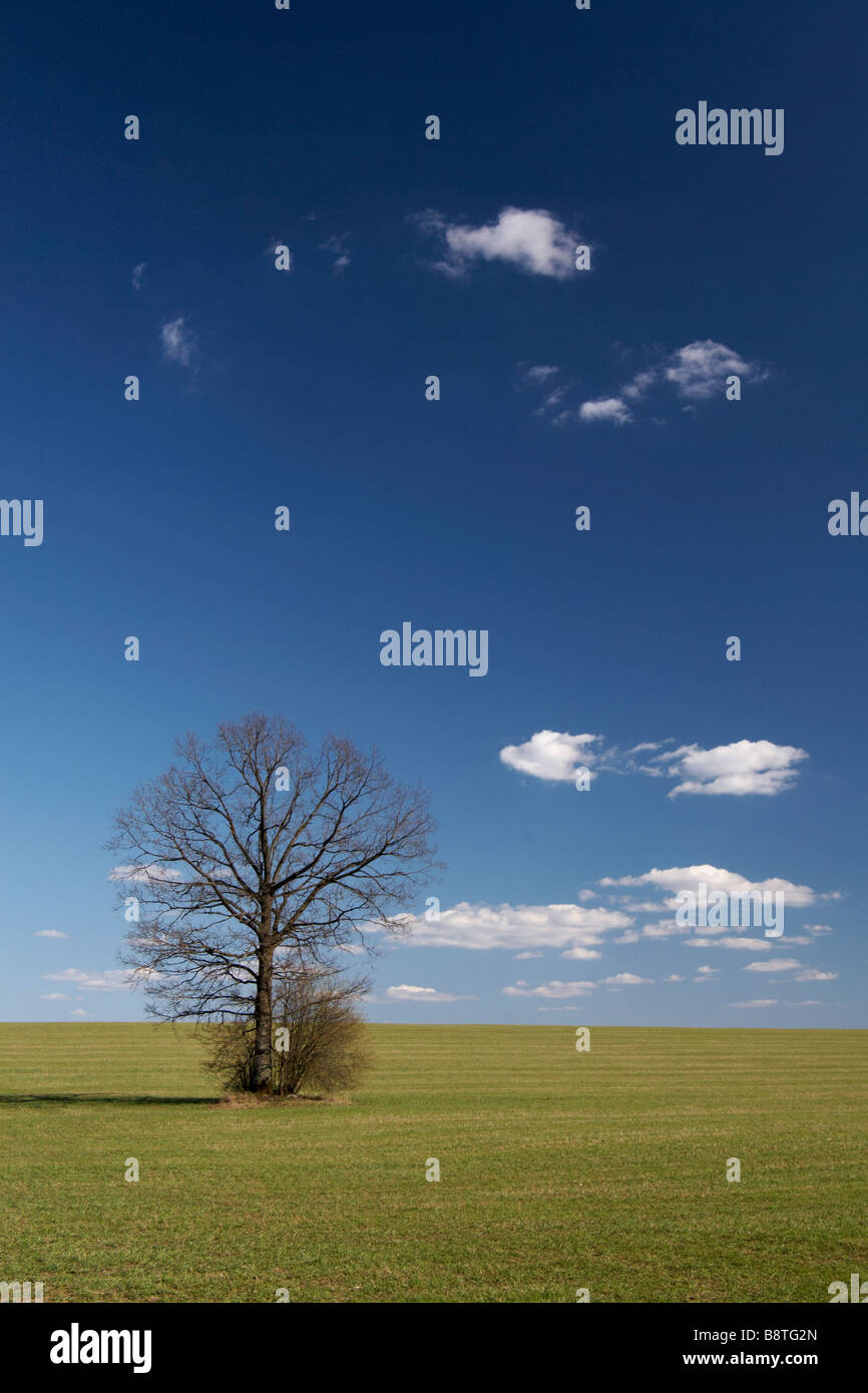 Single tree in a field Stock Photo - Alamy
