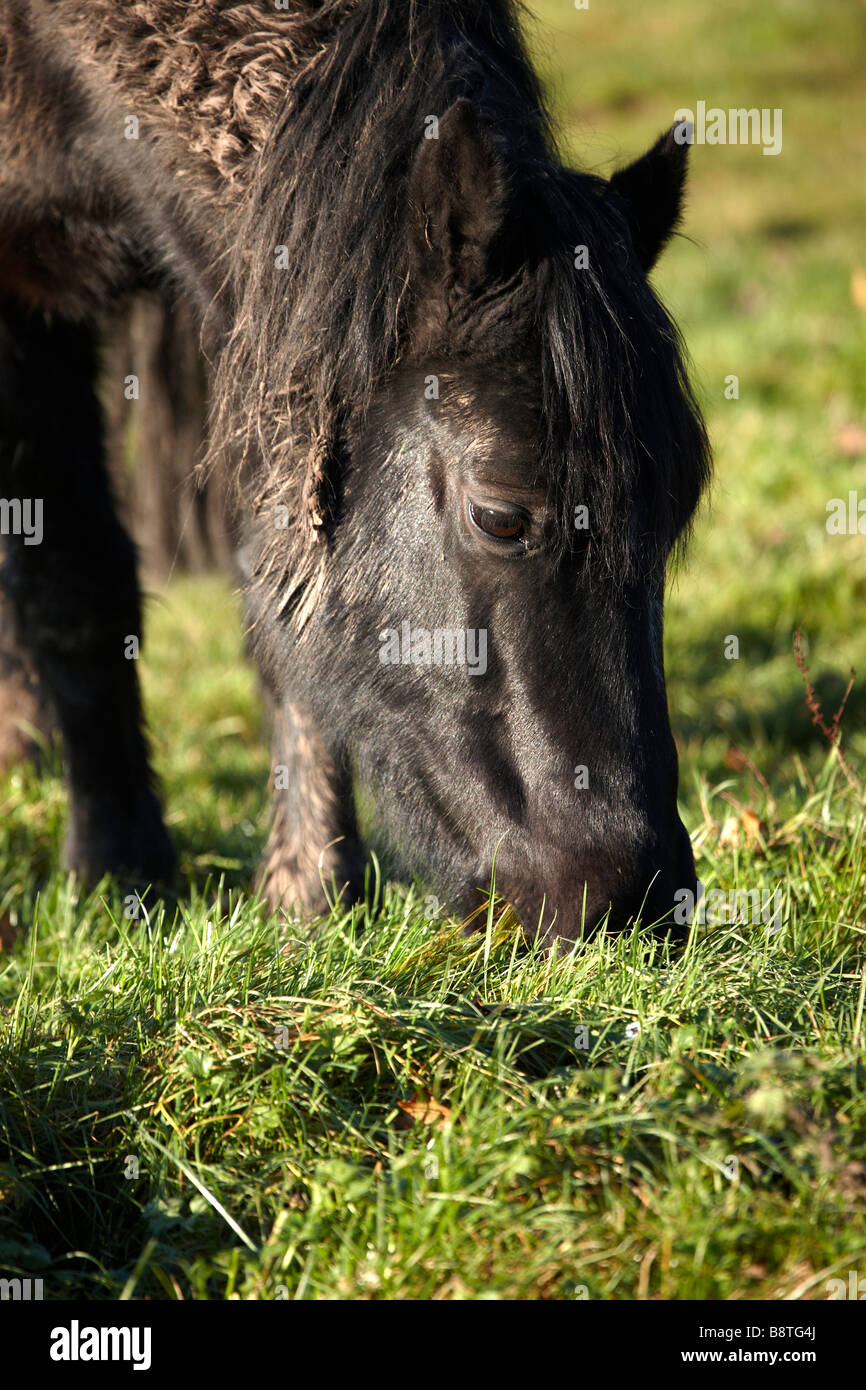 Animal eating grass hi-res stock photography and images - Alamy