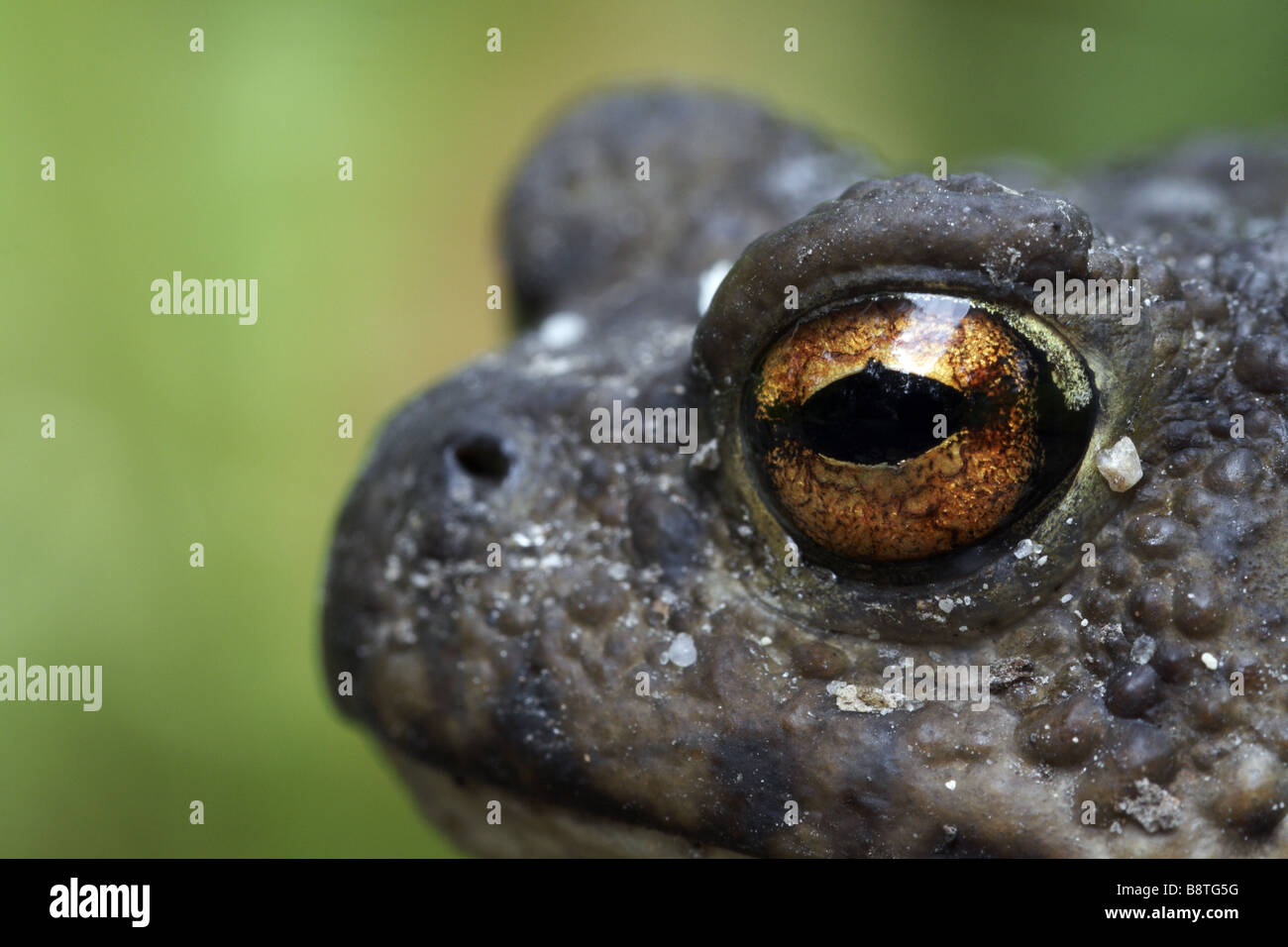 Toad face to face hi-res stock photography and images - Alamy