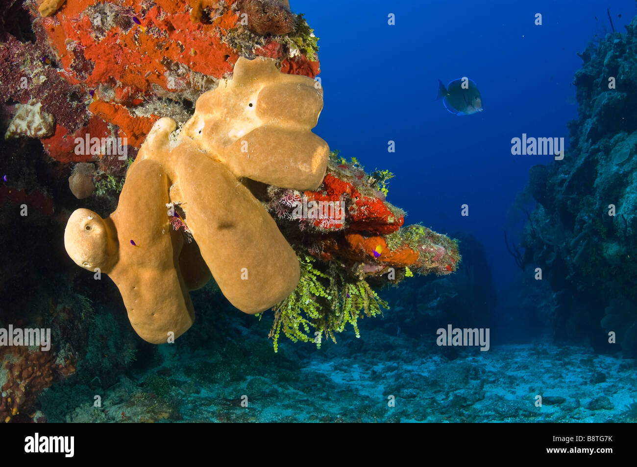 Orange tubular coral Stock Photo - Alamy