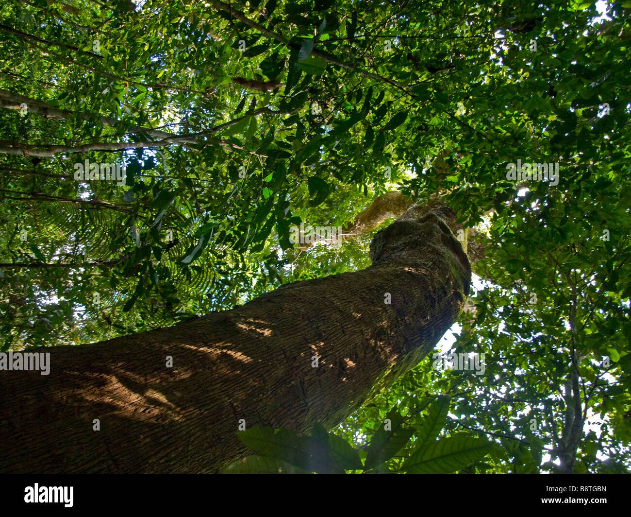 Tree in the Amazon forest. Floresta Nacional do Tapajos, near Santarem ...