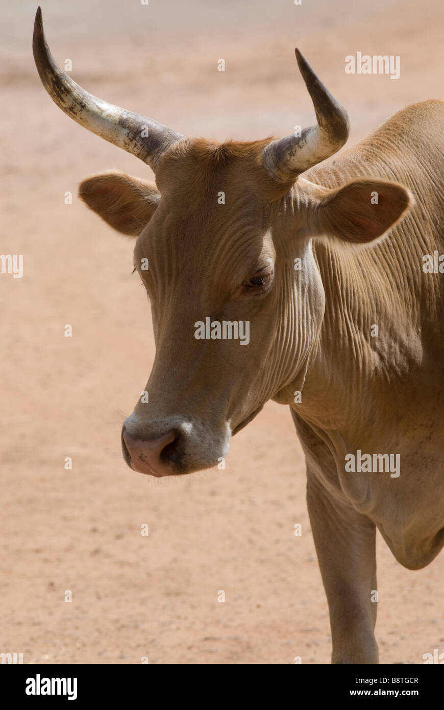 head of a thin African cow with long pointy horns in Toubacouta Senegal ...