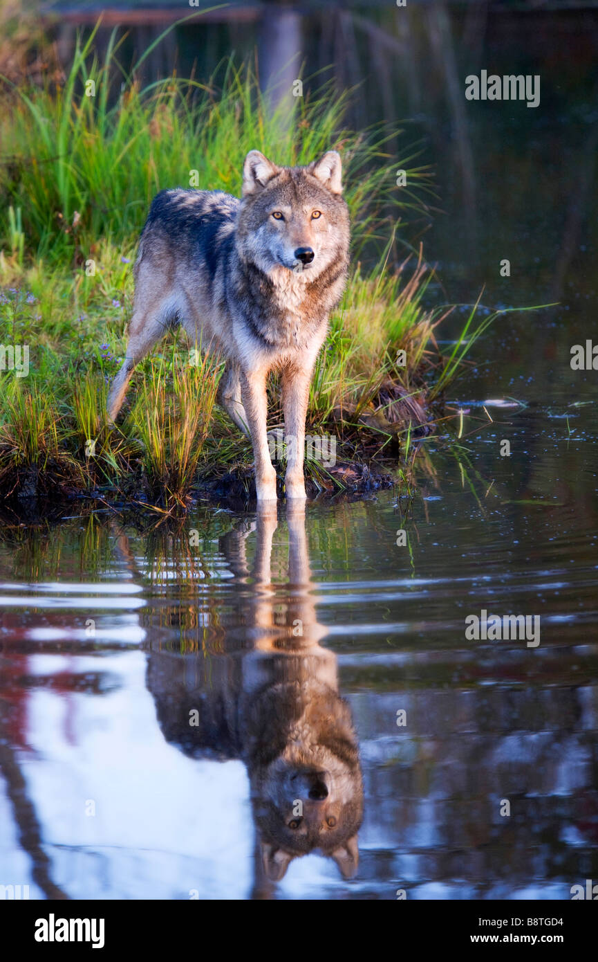 Grey Wolf, Minnesota Stock Photo - Alamy