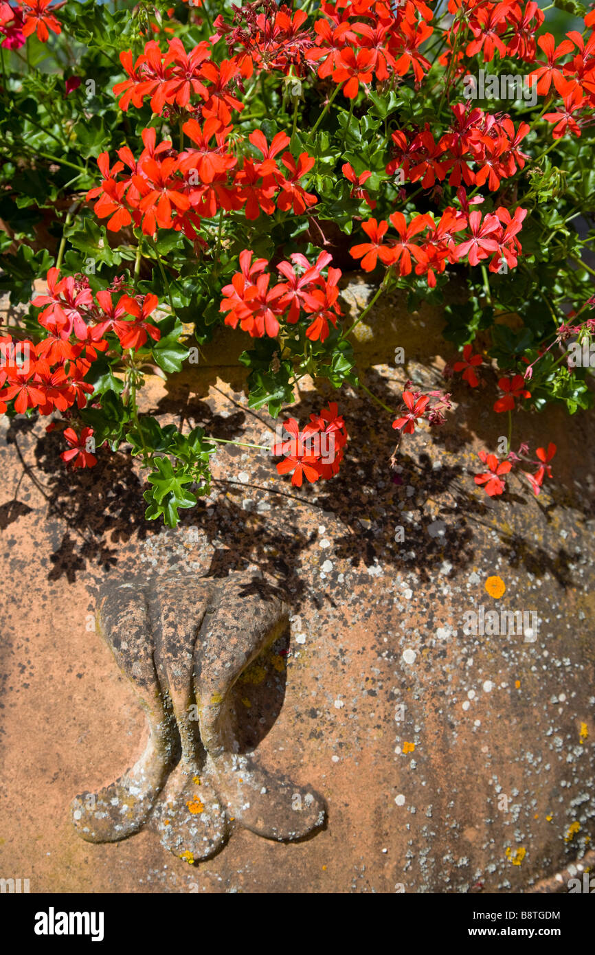 Red geraniums in a terracotta planter, Chianti, Tuscany, Italy Stock ...