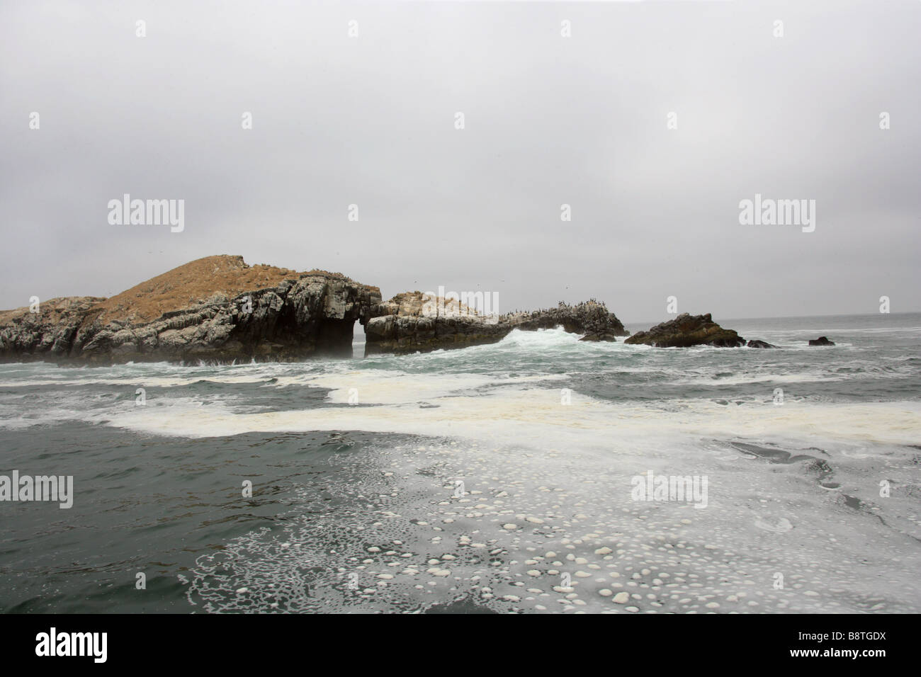 Peruvian Pelican Colony, Pelecanus thagus, Cavinzas Island, Callao ...