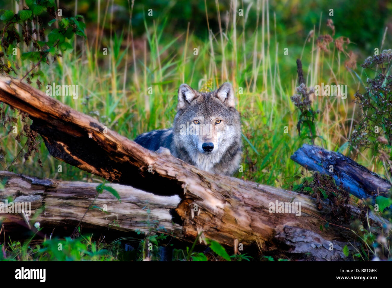 Grey Wolf, Minnesota Stock Photo - Alamy