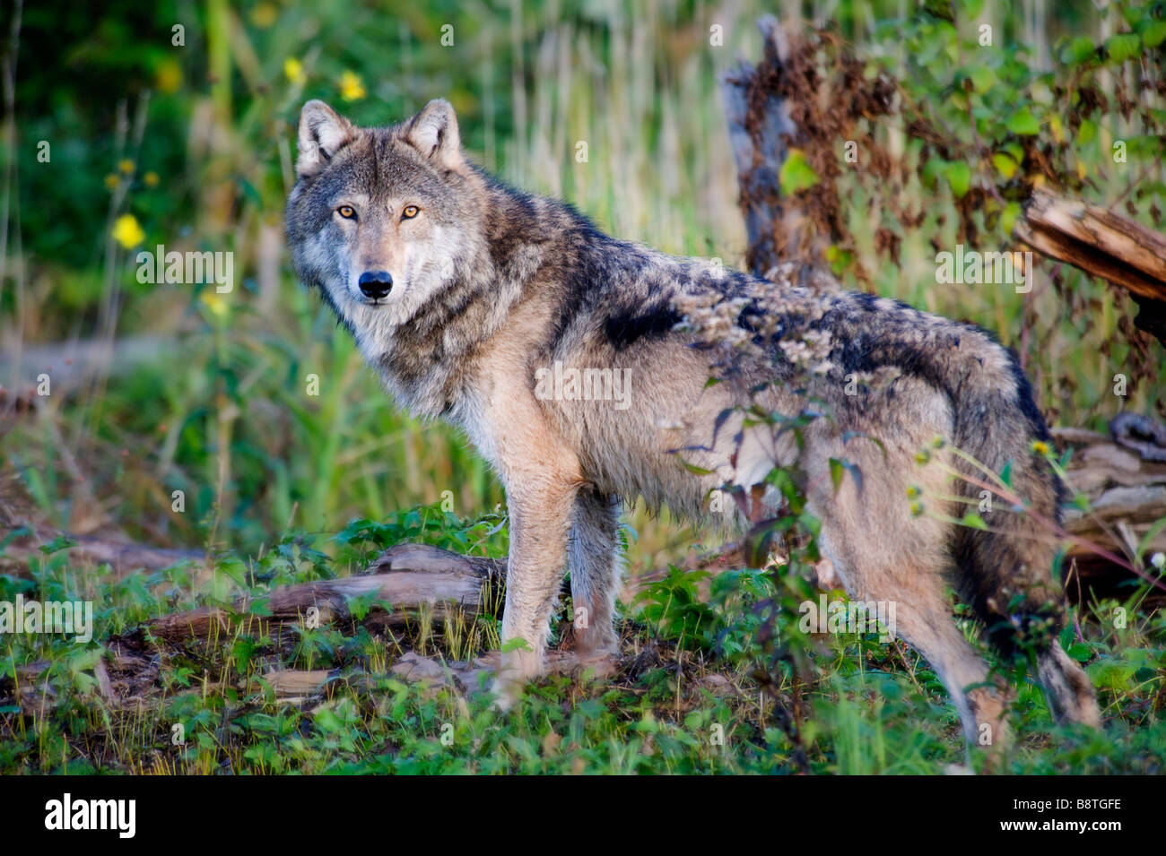 Grey Wolf, Minnesota Stock Photo - Alamy