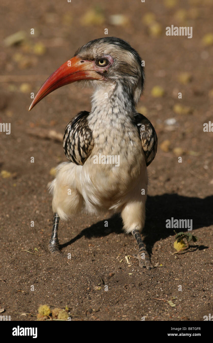 Zazu bird hi-res stock photography and images - Alamy