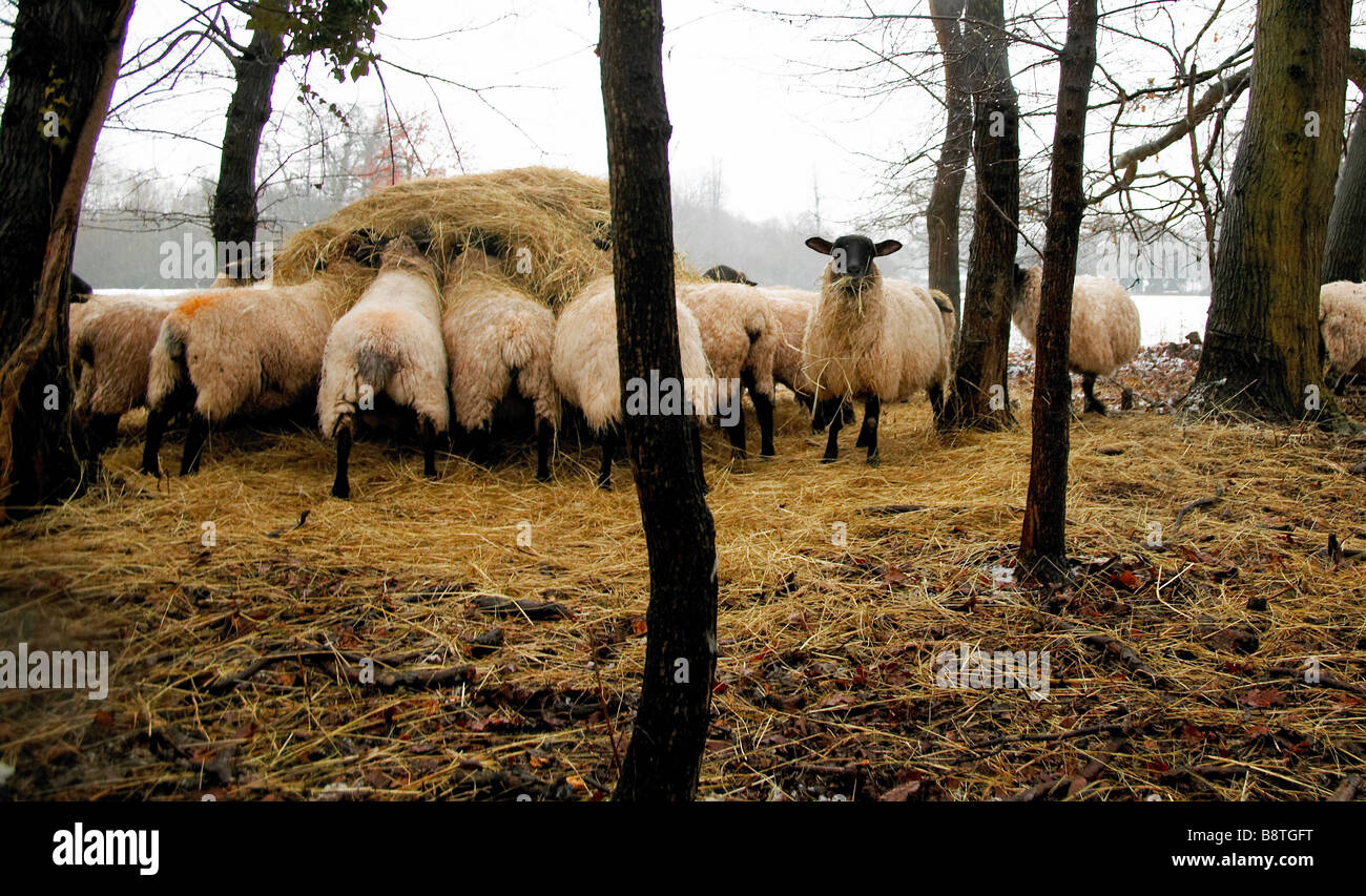 A flock of sheep eating hay and straw Stock Photo - Alamy