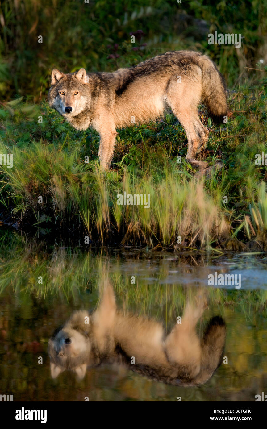 Grey Wolf, Minnesota Stock Photo - Alamy