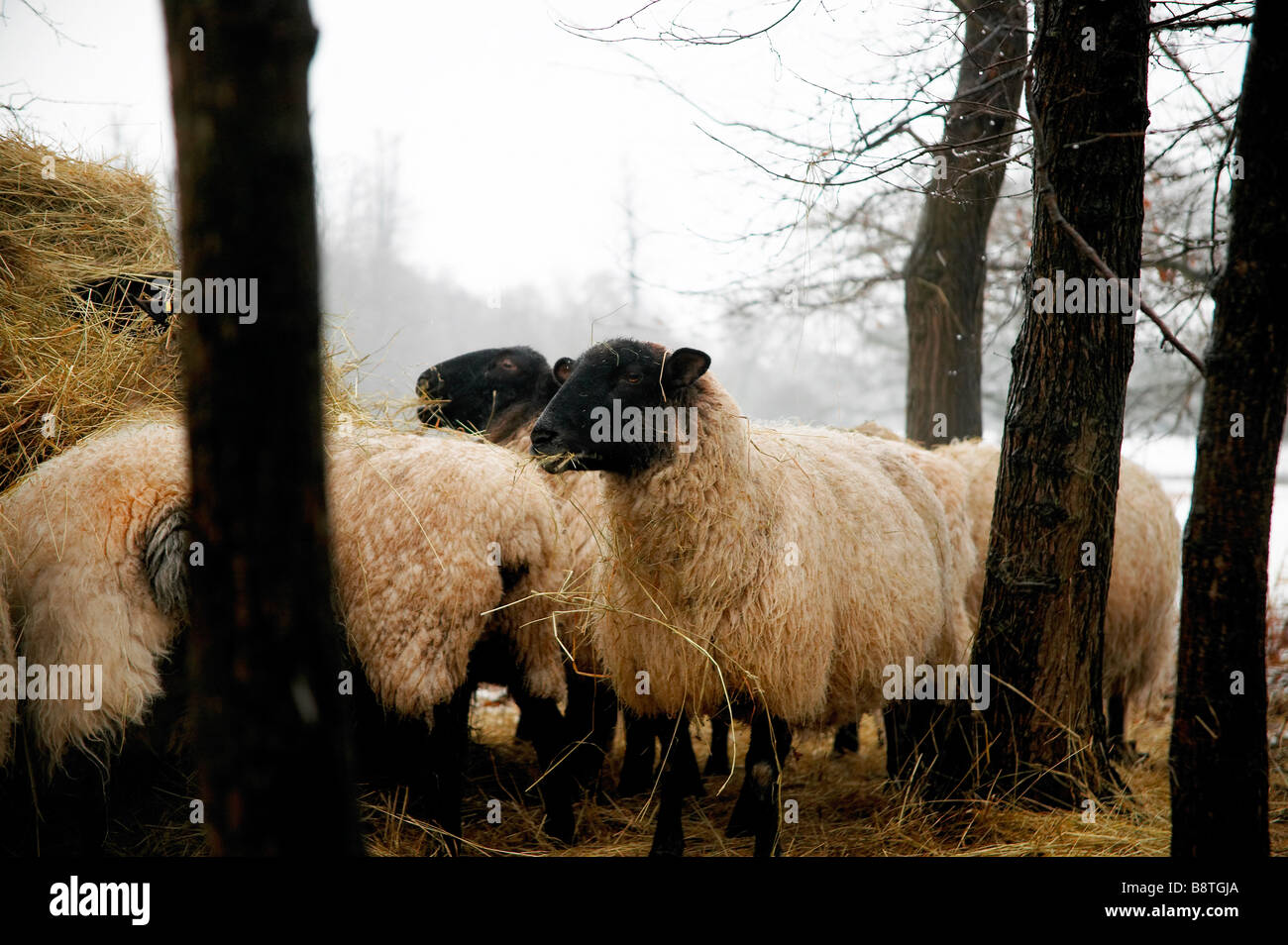 A flock of sheep eating hay and straw Stock Photo - Alamy