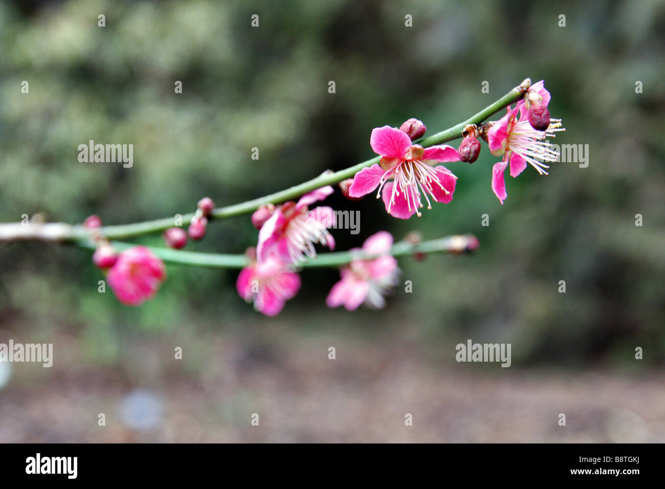 PRUNUS MUME BENI SHIDORE Stock Photo - Alamy