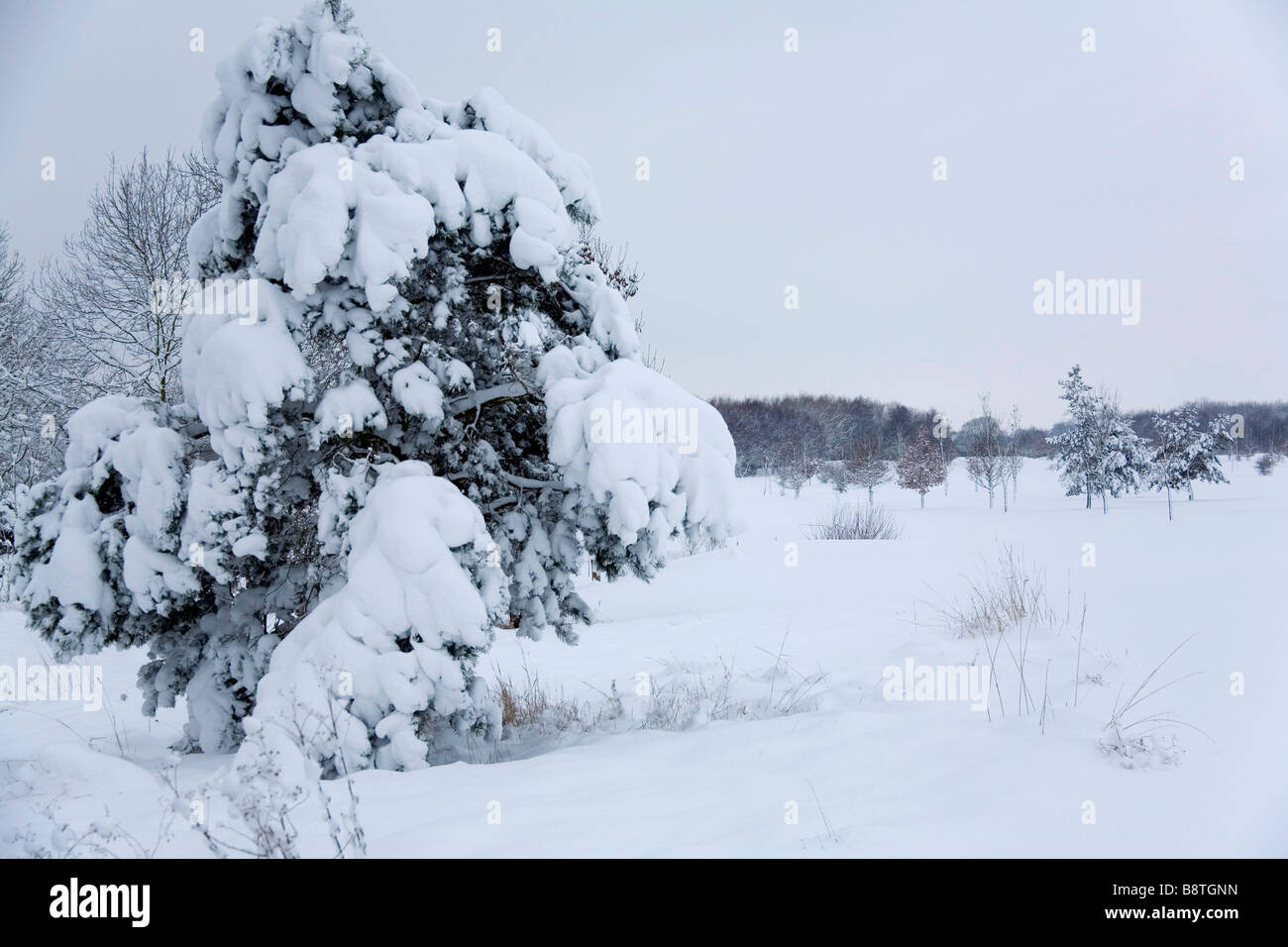 A snow covered bush after a heavy fall Stock Photo - Alamy