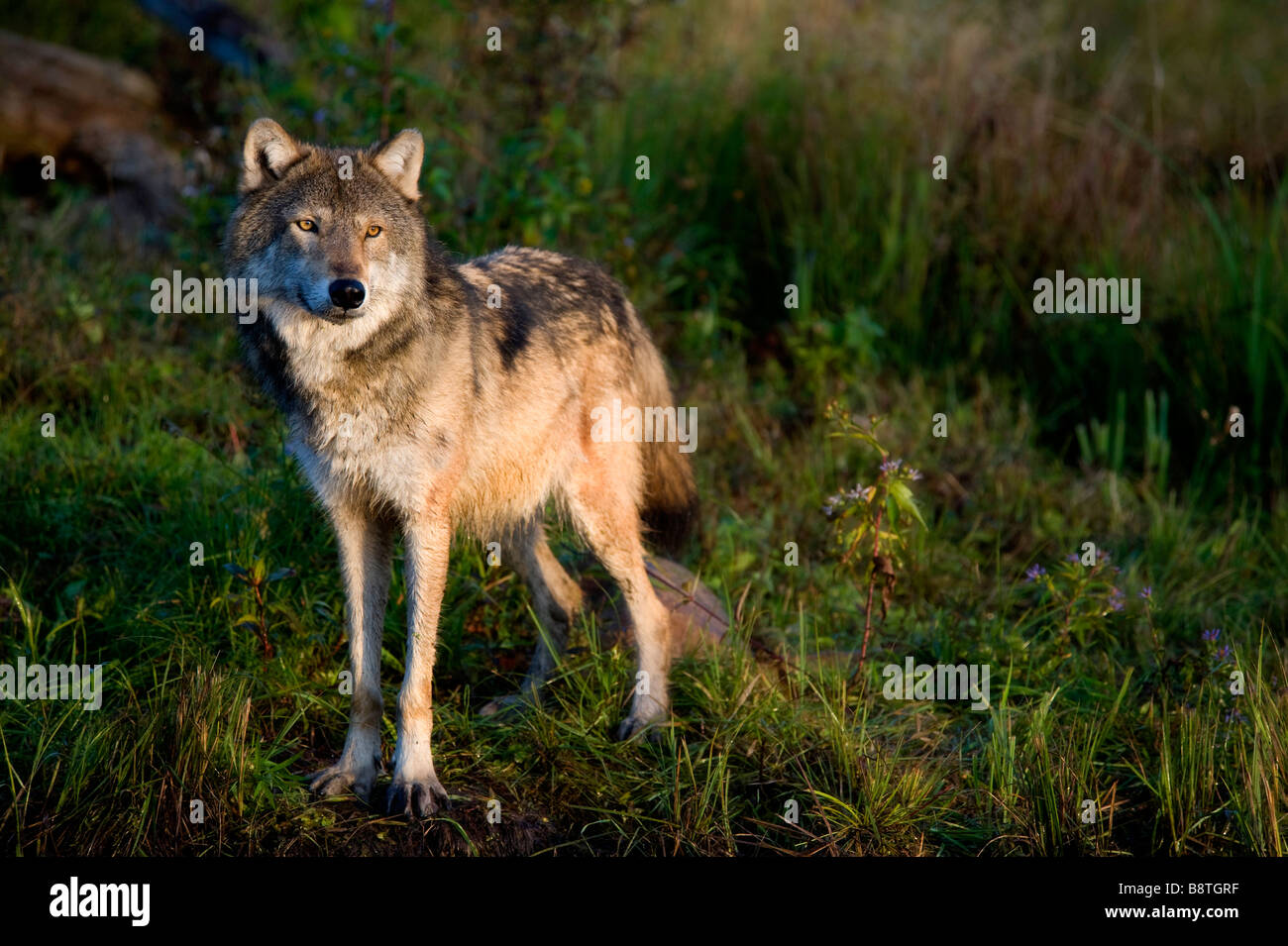 Grey Wolf, Minnesota Stock Photo - Alamy