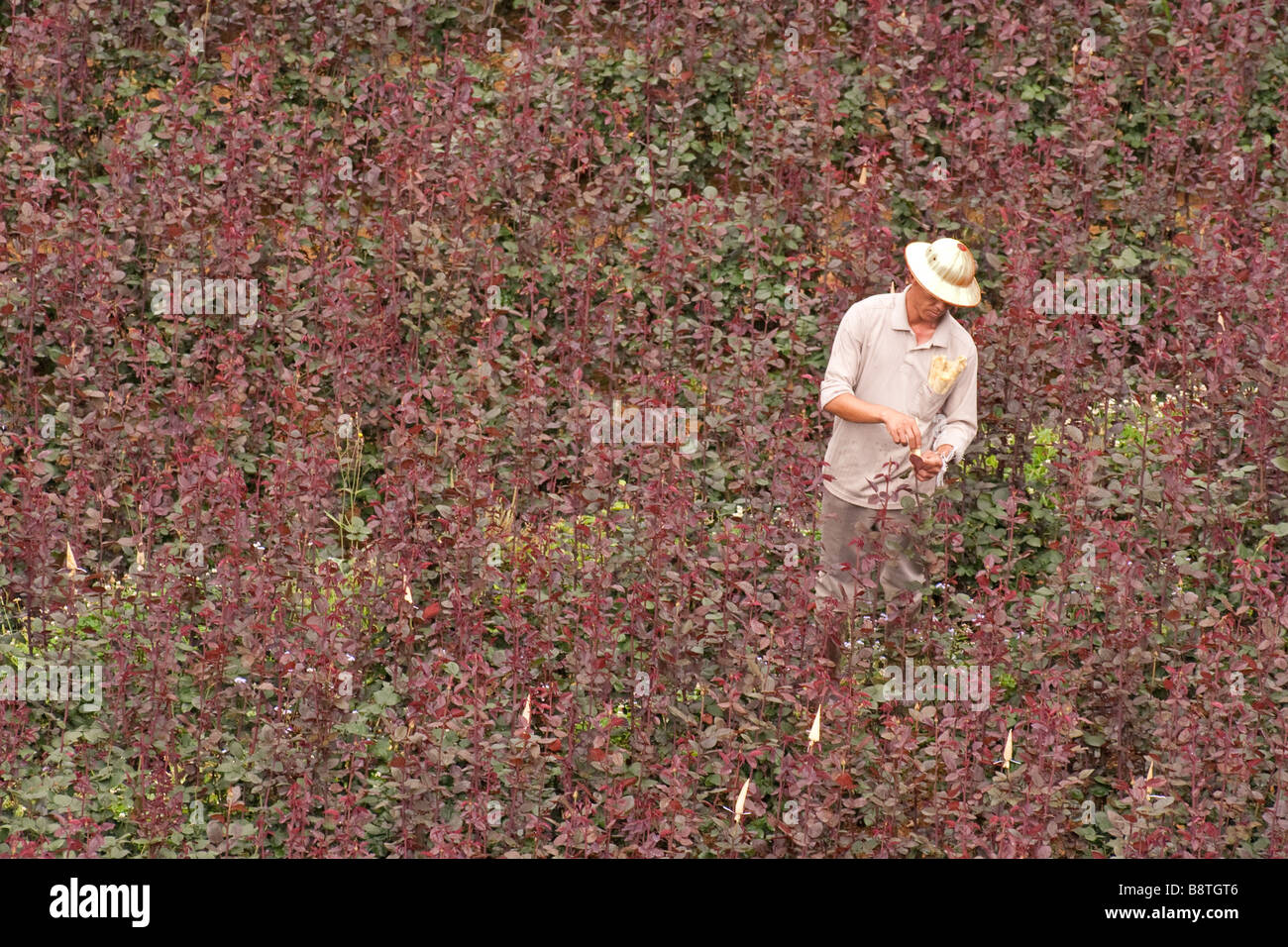 Vietnamese man tending the roses Stock Photo - Alamy
