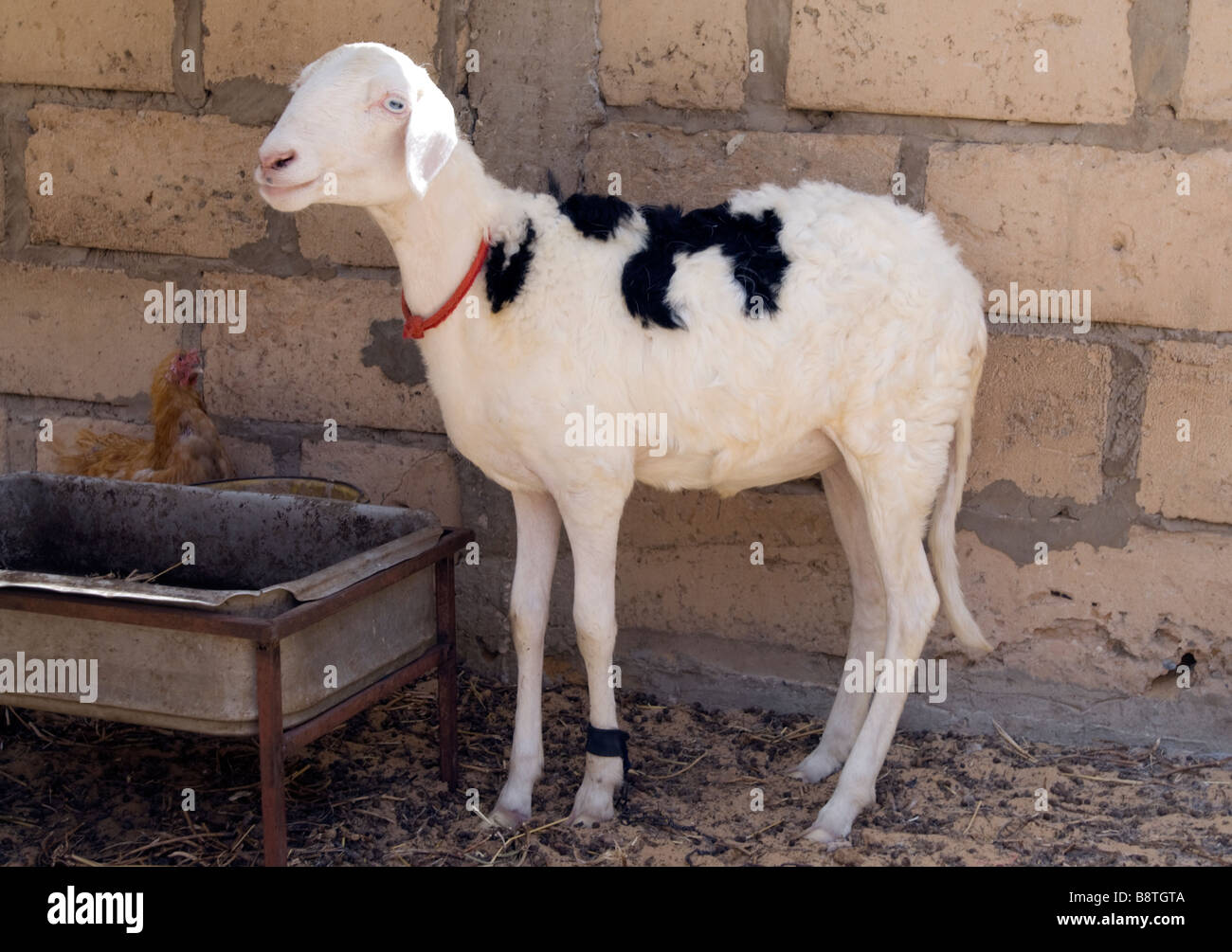 Goat with red collar hi-res stock photography and images - Alamy