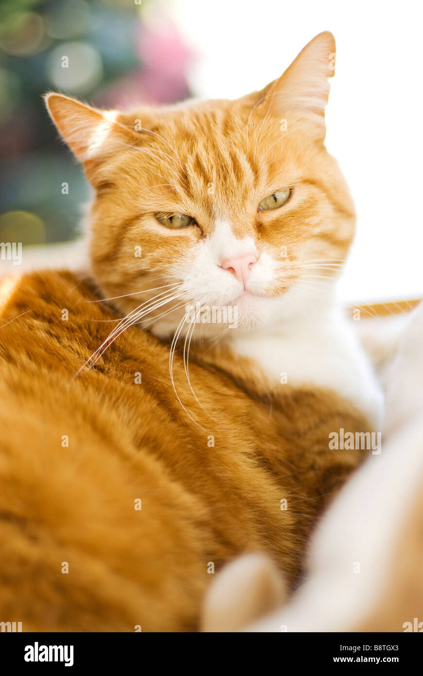 tabby cat portrait Stock Photo - Alamy
