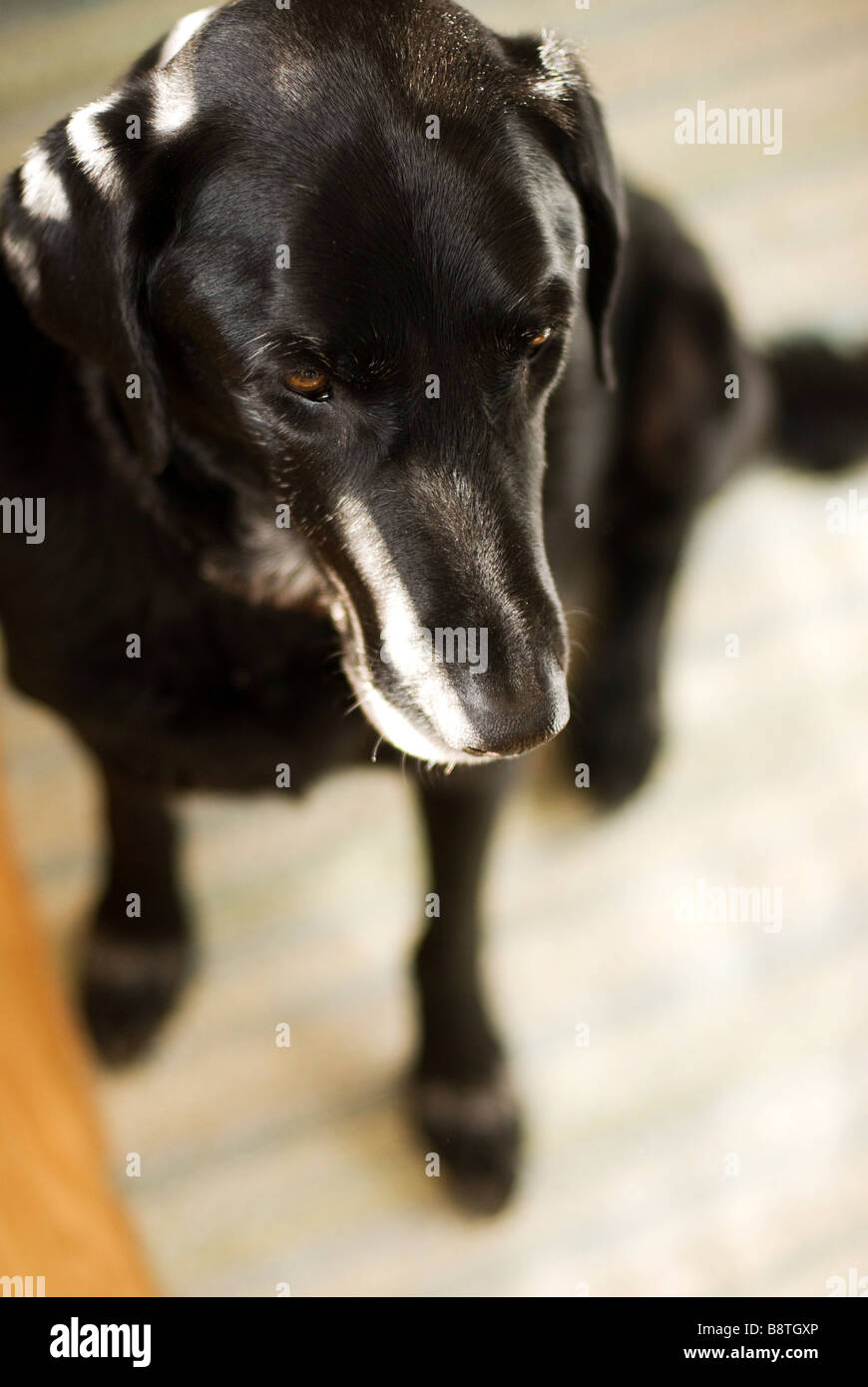 black labrador sitting up Stock Photo - Alamy