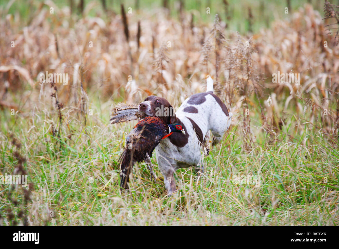 CLOSEUP GERMAN SHORT HAIRED POINTER RETRIEVING PHEASANT IN MOUTH ...