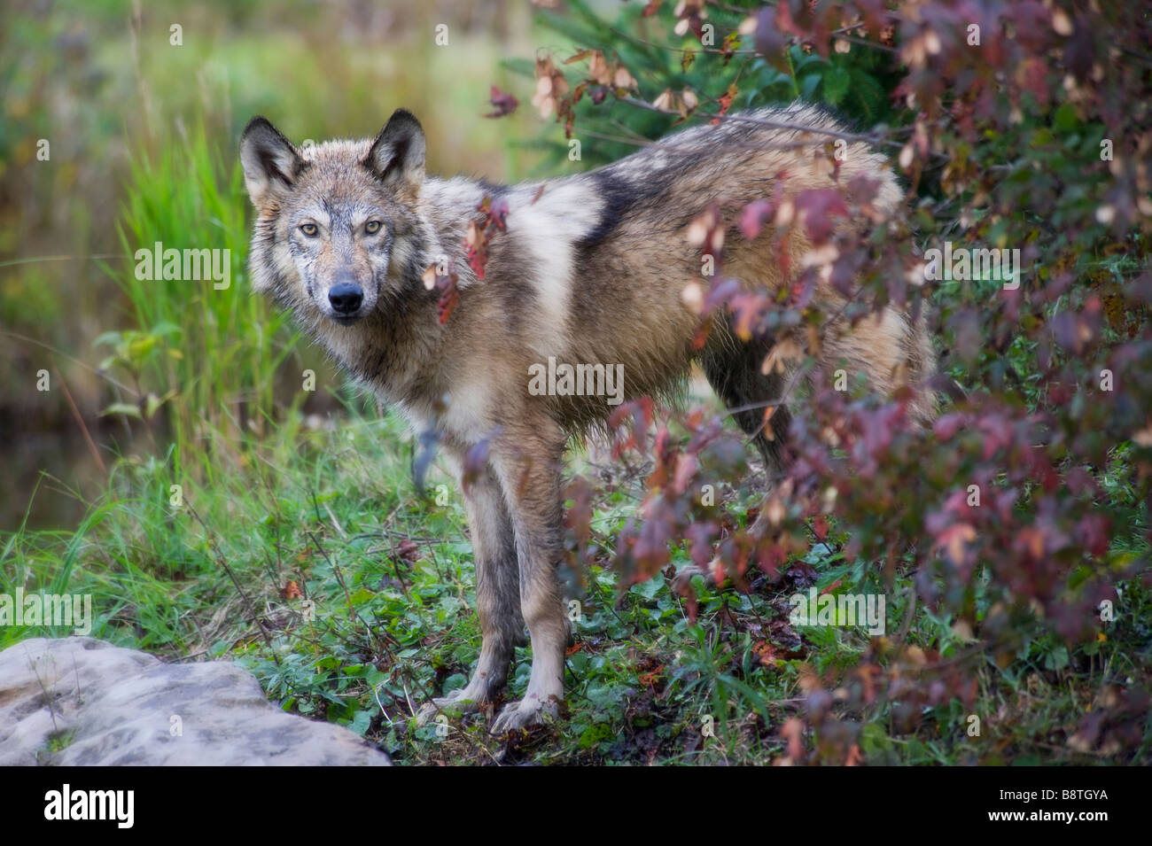 Gray Wolf, Minnesota Stock Photo - Alamy