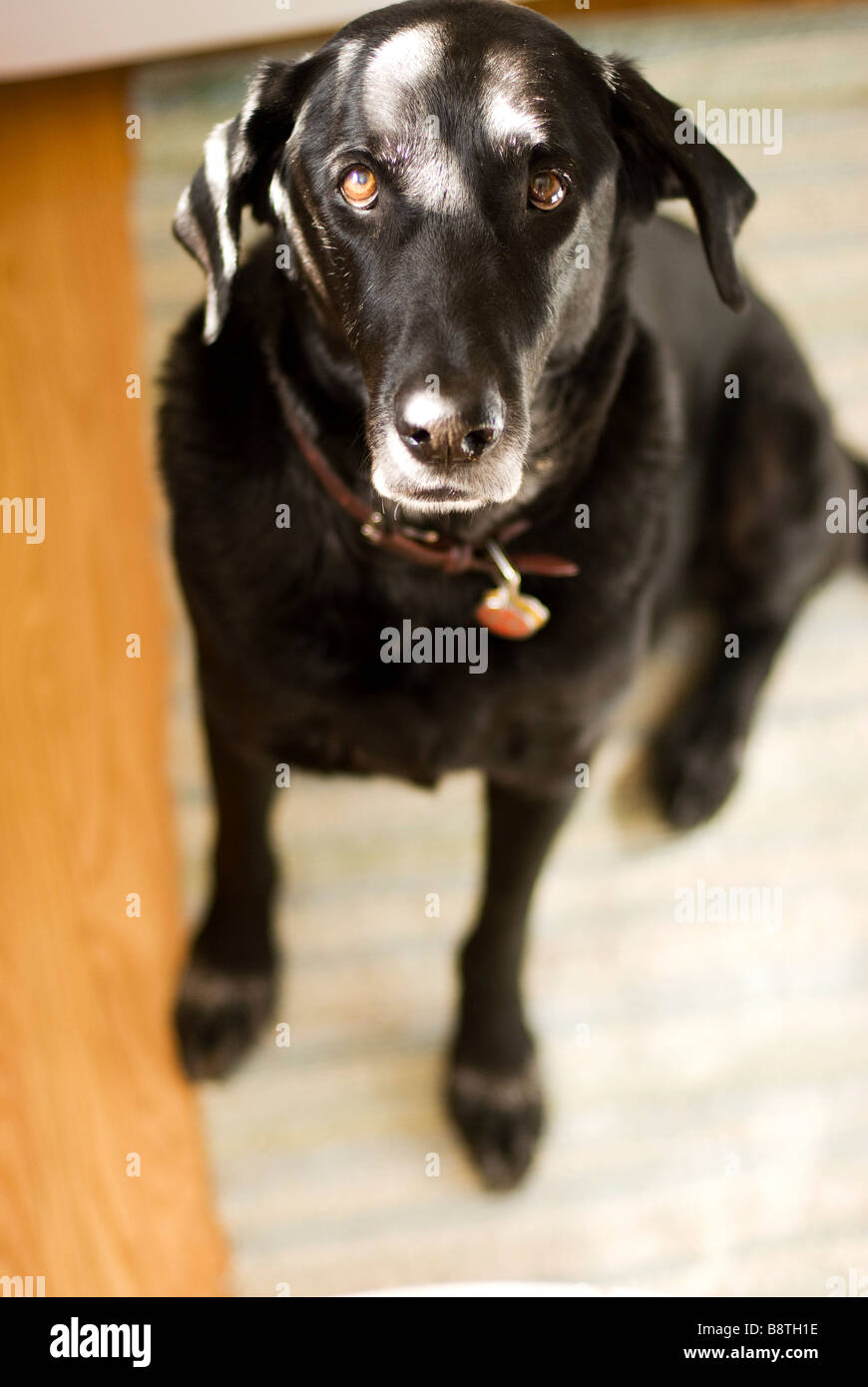 black labrador sitting up Stock Photo - Alamy