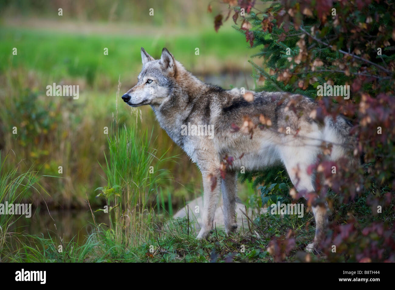 Gray Wolf, Minnesota Stock Photo - Alamy