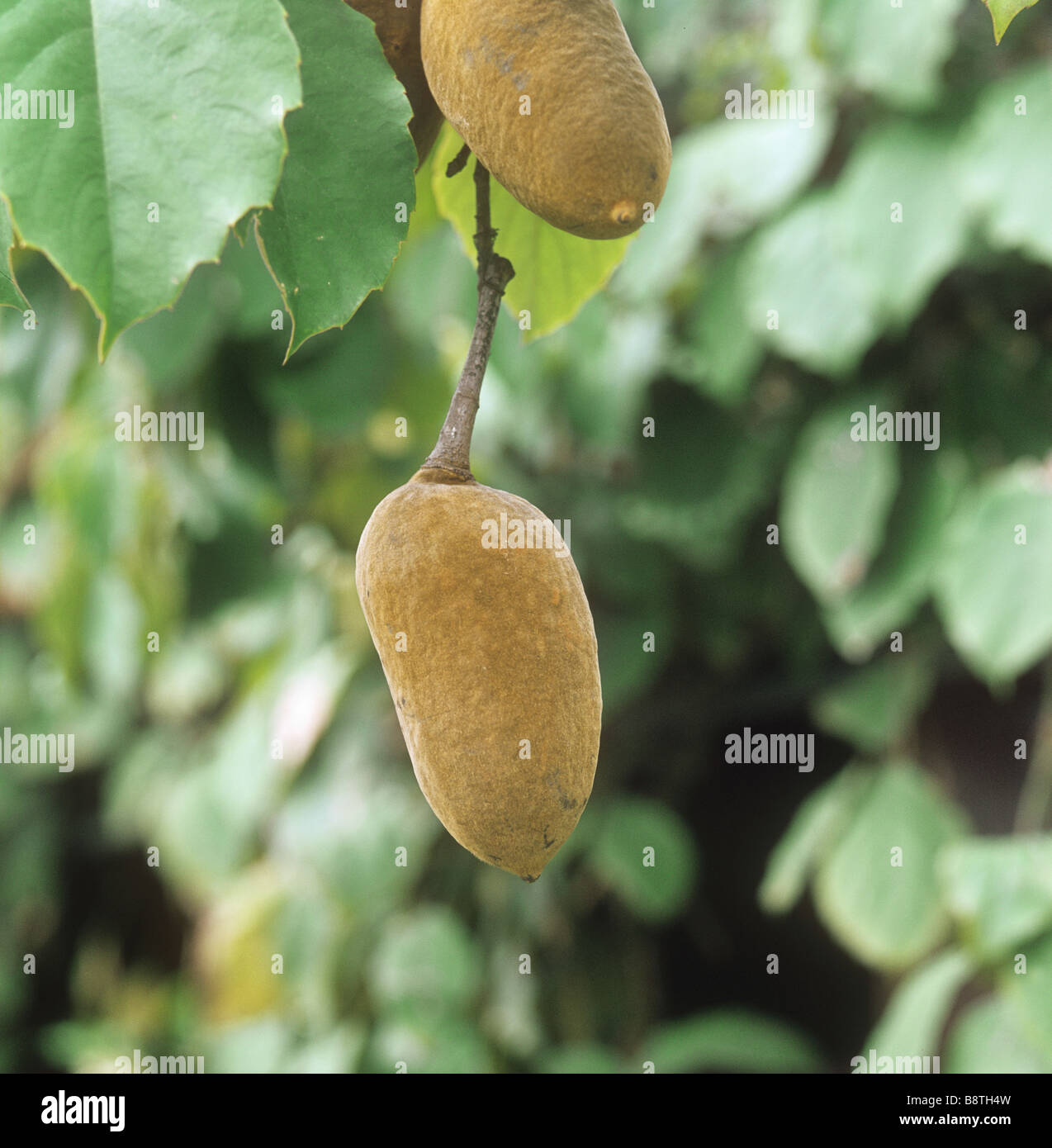 Fruits of baobab tree hi-res stock photography and images - Alamy