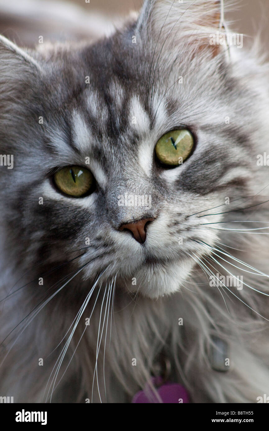 Maine Coon cat Stock Photo - Alamy