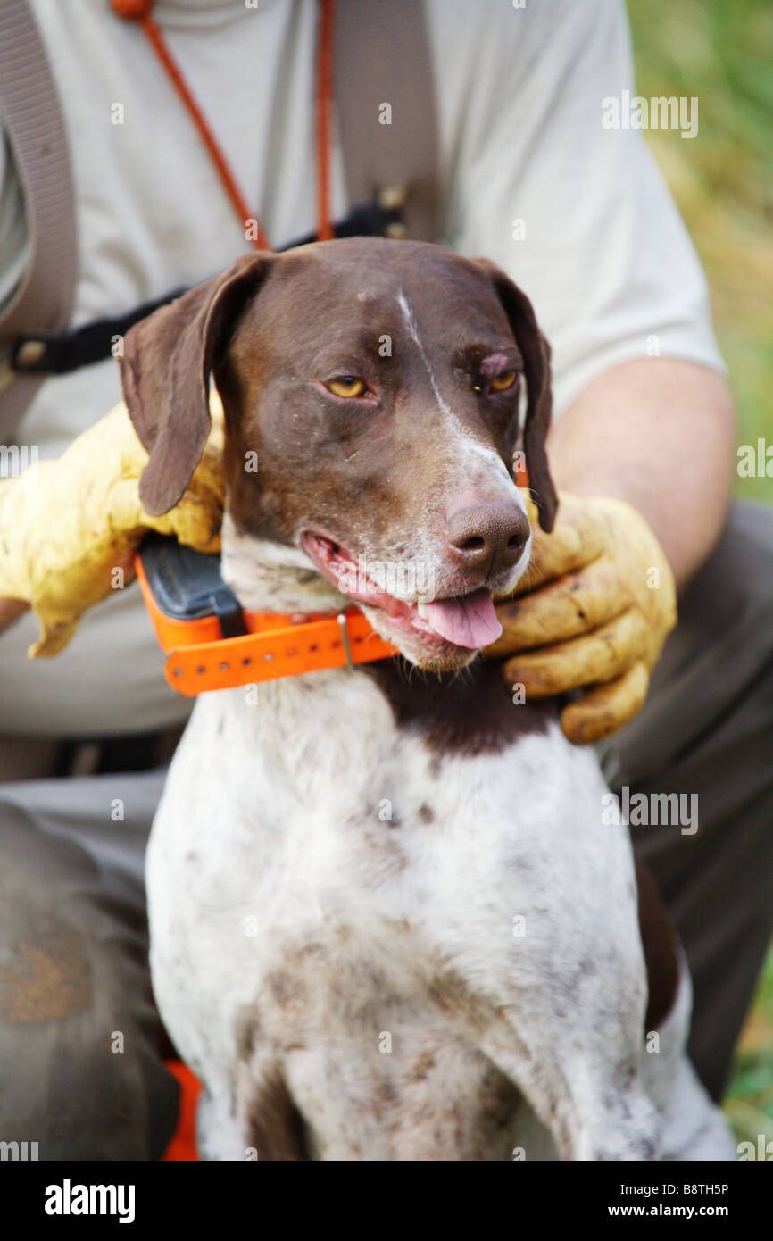 CLOSEUP PORTRAIT OF GUIDES HANDES HOLDING GERMAN SHORT HAIRED POINTER ...
