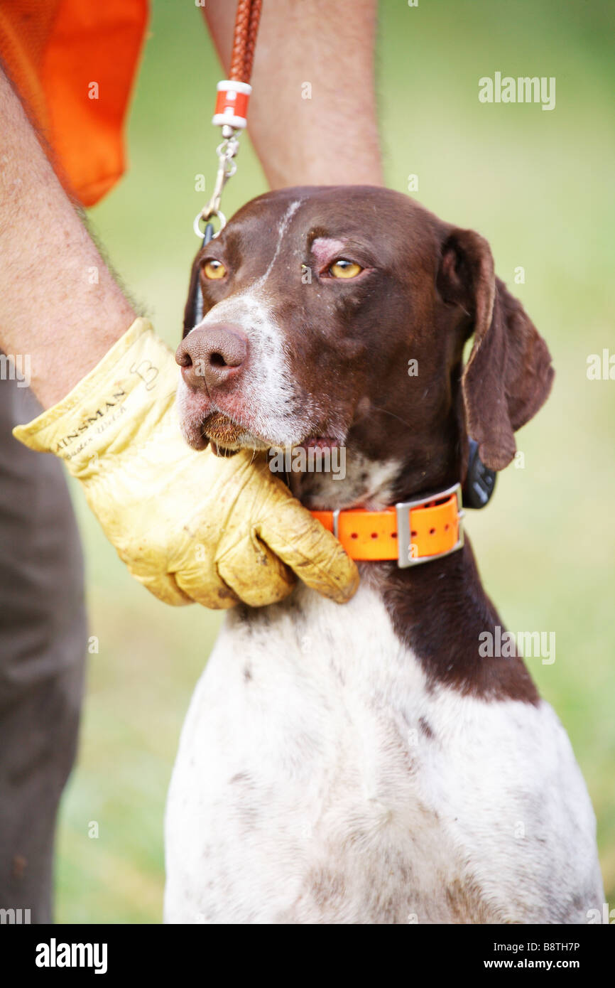 CLOSEUP PORTRAIT OF GUIDES HANDES HOLDING GERMAN SHORT HAIRED POINTER ...