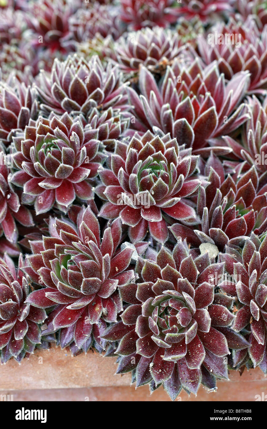 SEMPERVIVUM TERRACOTTA BABY Stock Photo - Alamy