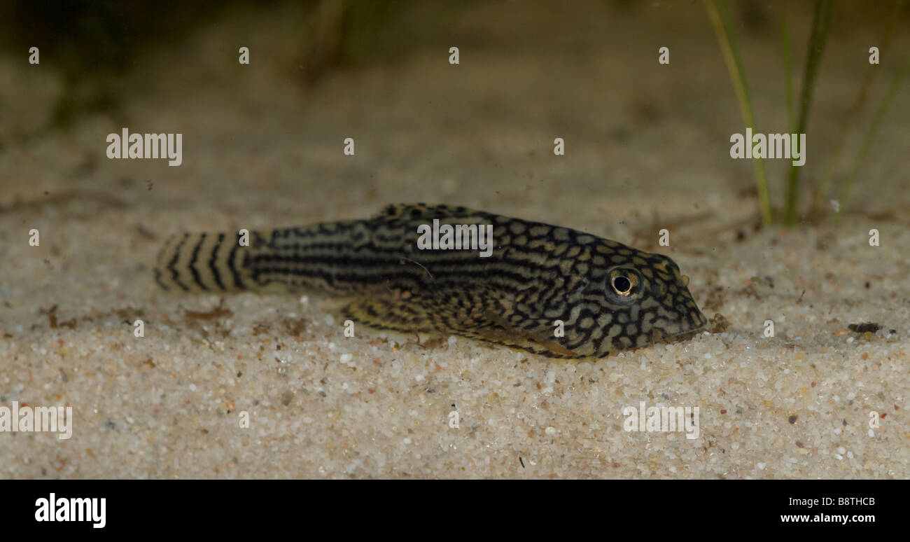 SEWELLIA LINEOLATA CHINESE HILL STREAM LOACH Stock Photo - Alamy