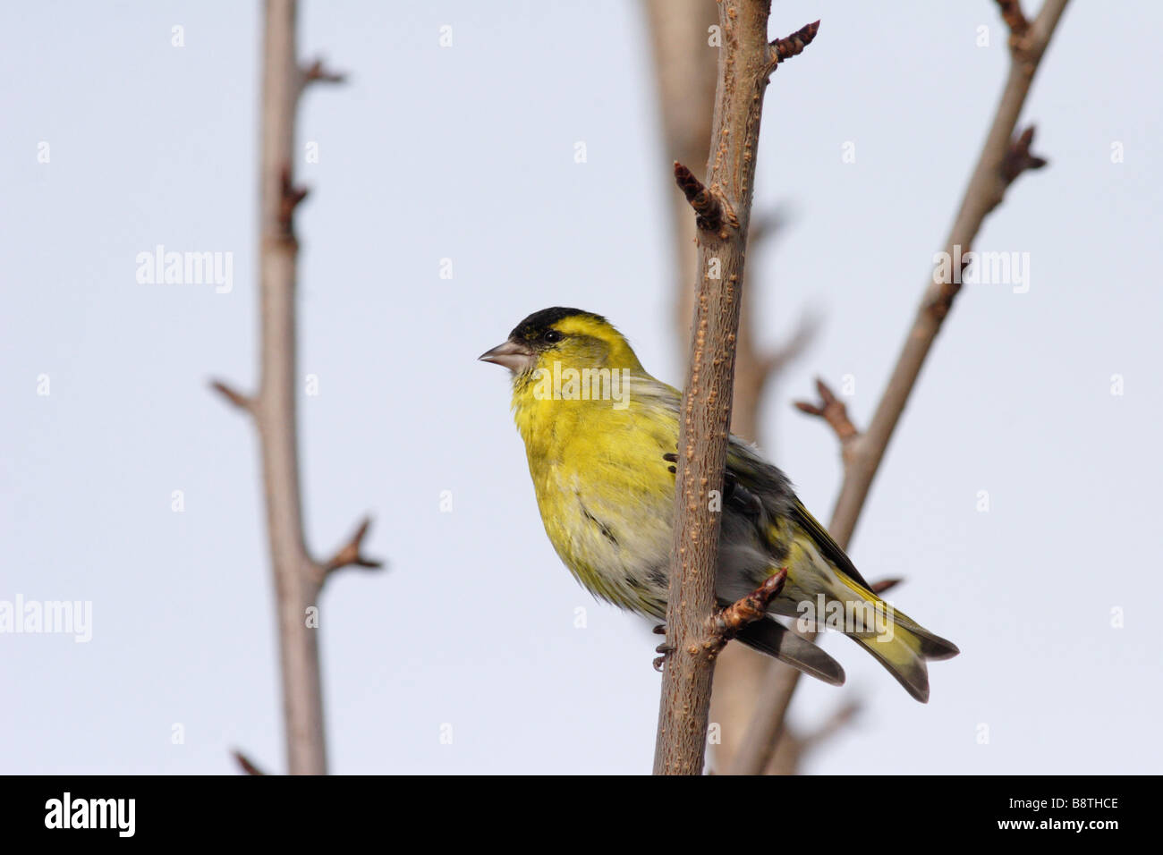 Male siskin singing in a tree in front of the pale blue spring sky ...